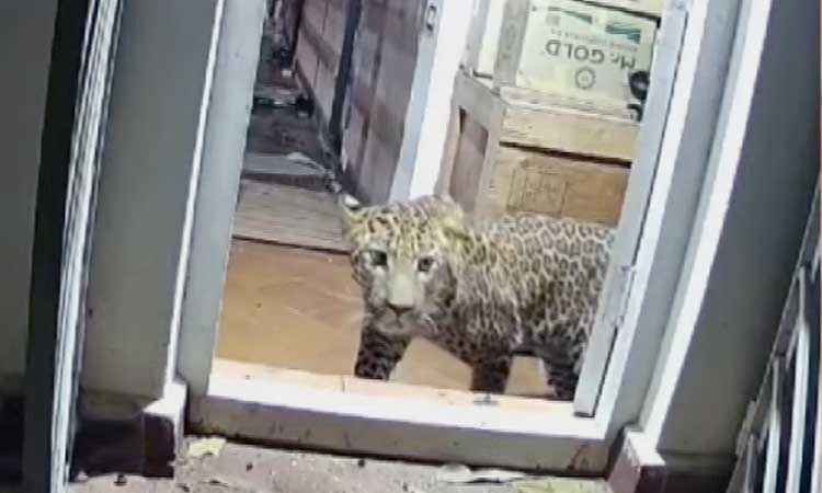 A leopard that lurked inside a house in Coonoor escaped after 24 hours..! | குன்னூரில் ...