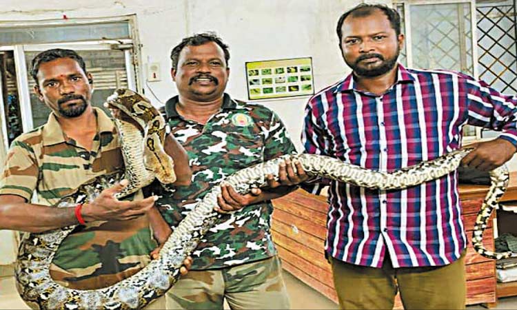 Reticulated python rescued from IIT-Madras campus and sent to Guindy ...