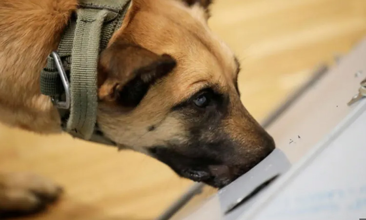 2 more sniffer dogs for Chennai Airport Customs Division | சென்னை விமான ...