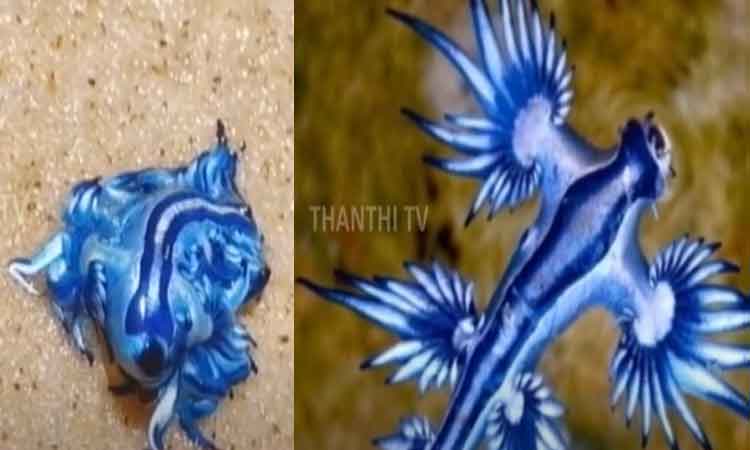 Poisonous 'Blue Dragon' fishes washed ashore in Chennai - public alert ...