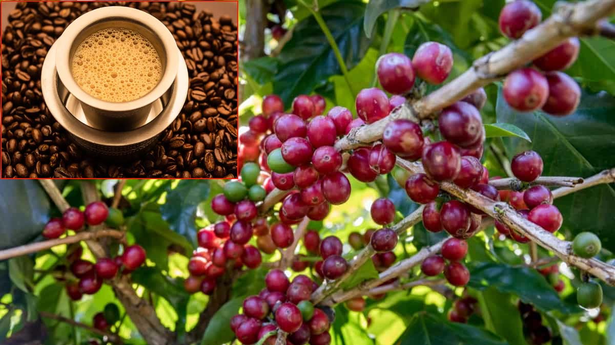 The History of Coffee | காபியின் வரலாற்றை அறிந்துகொள்வோம்..!