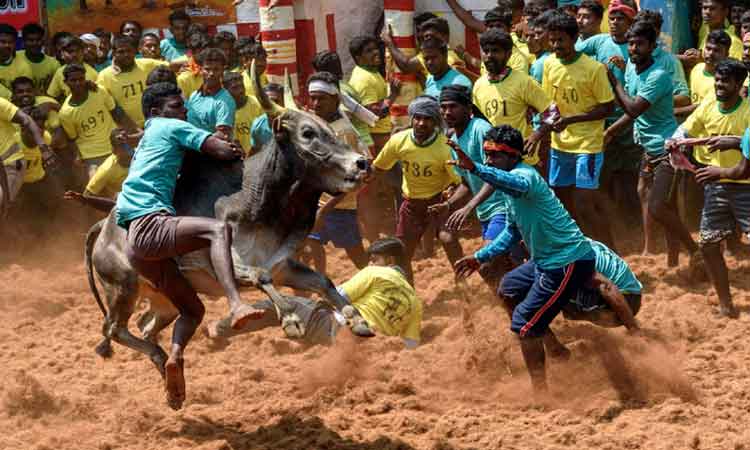 World famous Alanganallur Jallikattu - starts this morning | உலகப்புகழ் ...