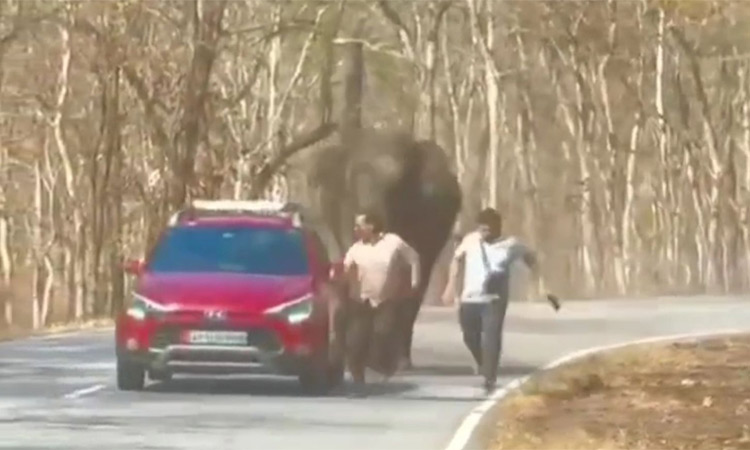Kerala: Tourists try to take photo, narrowly escape elephant attack ...