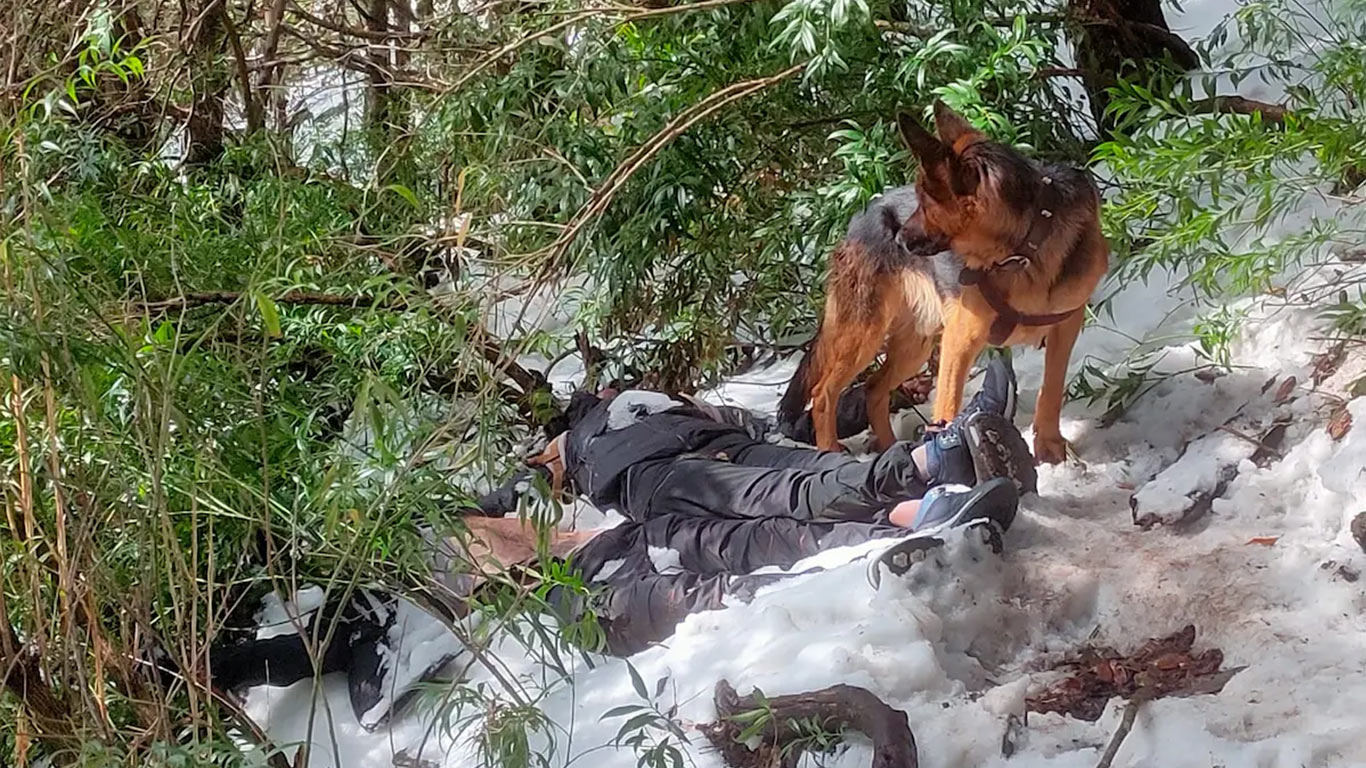 A domesticated dog was around the body of the mountaineers who slipped ...