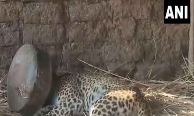 A leopard stuck in a pot for 5 hours in Maharashtra | மராட்டிய ...