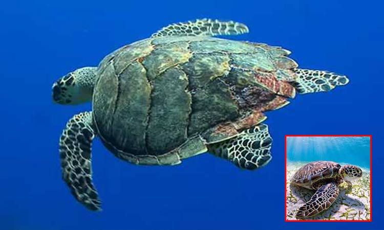 Tanzania: 8 children die after eating sea turtle curry | தான்சானியா ...