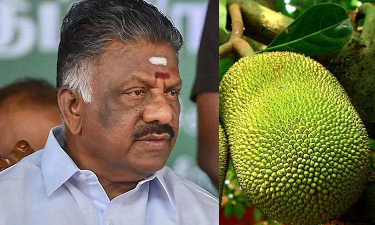 Jackfruit Symbol Allotted to O Panneerselvam in Ramanathapuram ...