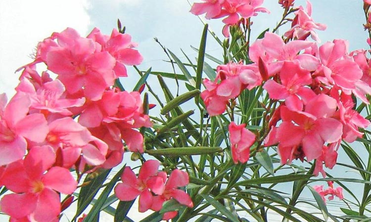Kerala: Use Of Arali Flowers In Temples Banned By Malabar And ...