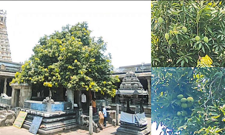 Kancheepuram Ekambaranatha Temple 4 delicious mangoes ripened on the ...