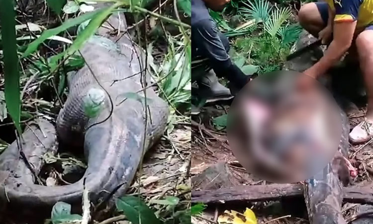 A python swallowed a 45-year-old woman... a shocking incident | 45 வயது ...