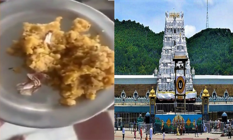 Gutka packet in Tirupati laddu? The video went viral| திருப்பதி ...