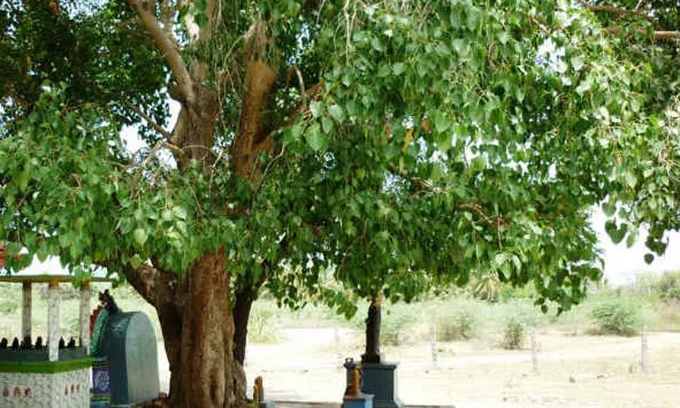 What is the significance of Arasa Maram? | அரச மரத்தை சுற்றினால் இத்தனை ...