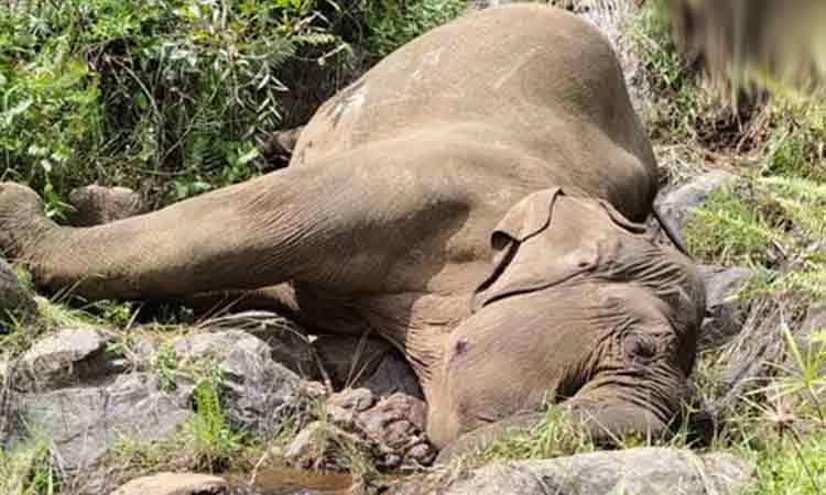 உடல்நலக்குறைவால் பாதிக்கப்பட்ட யானை, மலைப்பாதையில் இருந்து தவறி ...