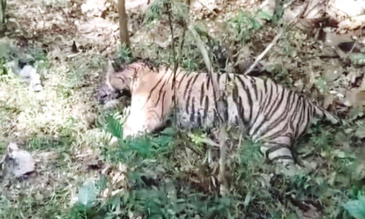 செங்கோட்டை அருகே வனப்பகுதியில் இறந்து கிடந்த புலி , The tiger found ...