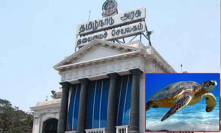 கடல் ஆமைகளின் இனப்பெருக்கம் கண்காணித்து பாதுகாக்கப்படும் - தமிழ்நாடு ...
