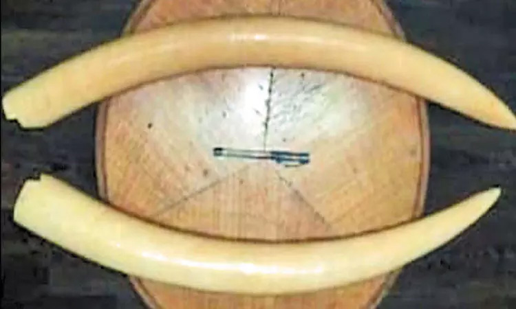 செங்கல்பட்டு அருகே ரூ.2 கோடி மதிப்புள்ள யானை தந்தம் பறிமுதல் | Elephant ...