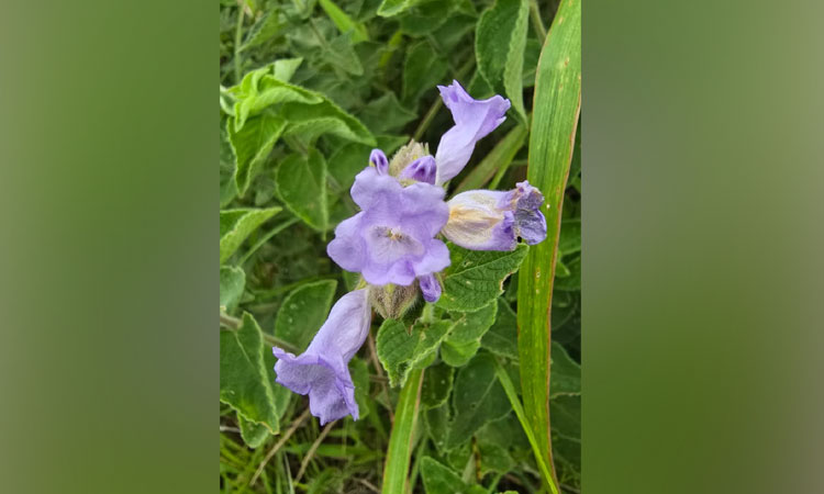 கூடலூரில் பூத்த நீலக்குறிச்சி பூ - சுற்றுலாப் பயணிகள் பரவசம் ...