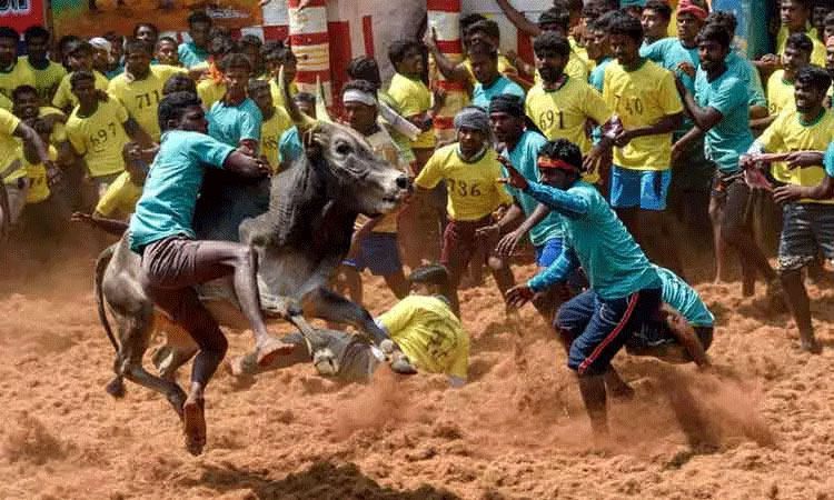 ஜல்லிக்கட்டு நடத்துவதில் உள்ள சிரமங்களை களைய விதிமுறைகளில் தளர்வு | To ...